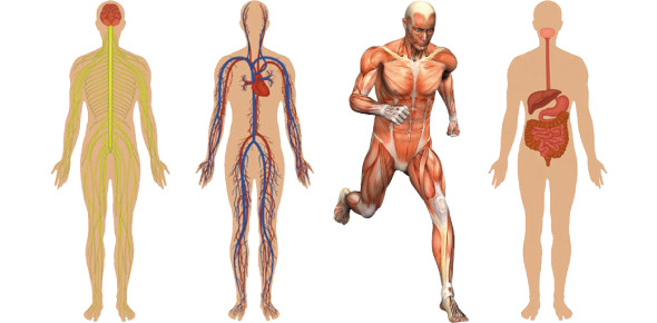 Anatomy And Physiology Quiz First And Best